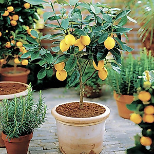 YEGAOL Garden Dwarf Lemon Tree Seeds 50Pcs Fruit Seeds Non-GMO Organic Self-Pollinating Fragrant Indoor Balcony Potted Plant