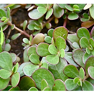 2500+ Purslane Seeds Green Fresh Garden Seeds for Planting