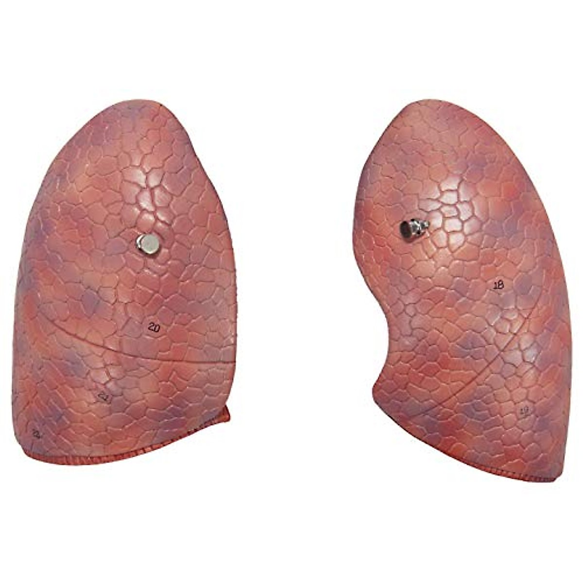 Axis Scientific Human Lung and Respiratory System Model | 3/4 Life Size Model has 7 Removable Parts | Includes 2 Part Heart and Detachable Larynx | Includes Product Manual