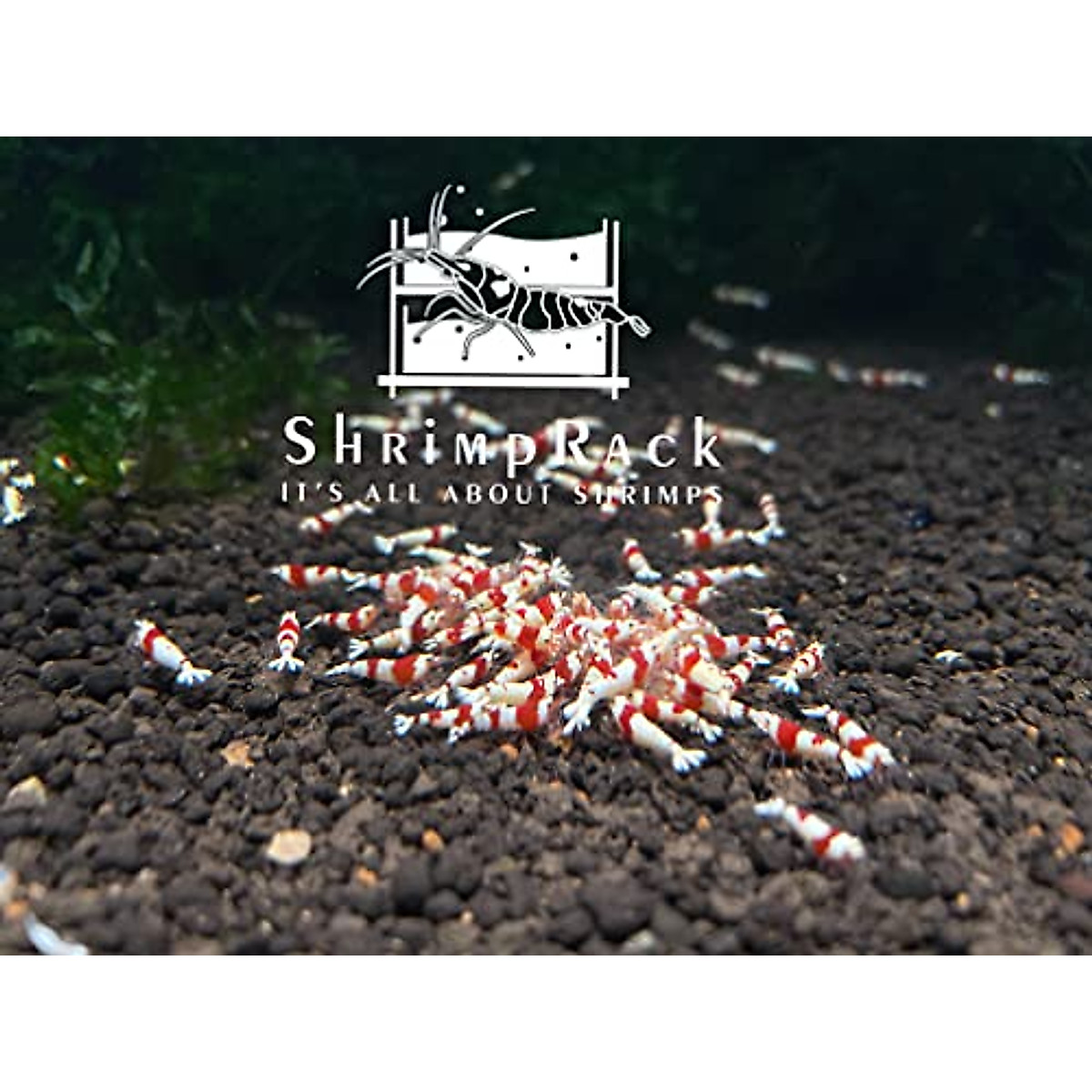 ShrimpRack 10 Crystal Red Shrimp CRS Grade S-SSS Live Freshwater Aquarium Shrimps 1/4 to 1/2 inch Long.