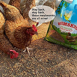 5LB Dried Mealworms 100% Non-GMO, Mealworms for Chickens, Blue Birds, Ducks, Small Pets