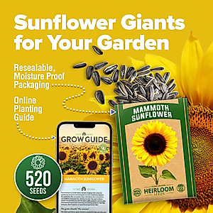 HOME GROWN Sunflower Seeds to Plant | 520+ Giant Mammoth Sunflower Seeds for Planting Bulk Packet | Heirloom, High Germination, Easy to Grow Jumbo Sun Flower Seeds for Home Garden