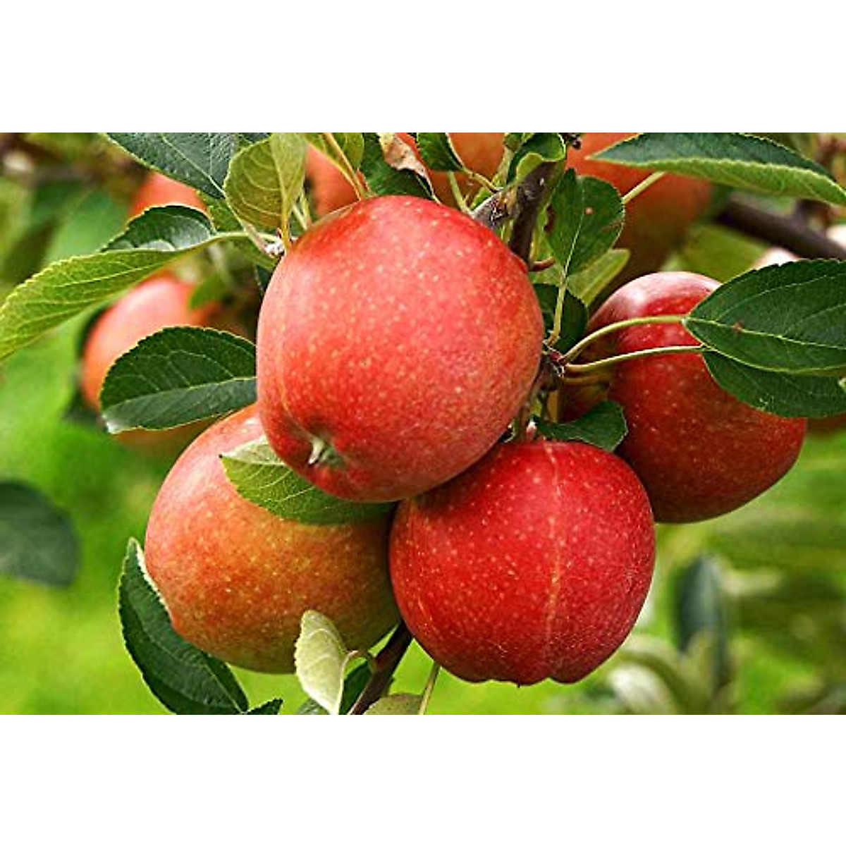 2 Honeycrisp Apple Tree Live Plant 1Ft to 2Ft Fruit Tree Tall No Ship CA Planting Ornaments Perennial Garden Ready to Grow Pots