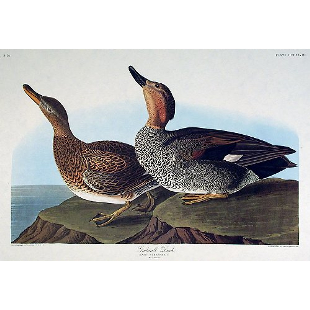 Gadwall Duck. From"The Birds of America" (Amsterdam Edition)