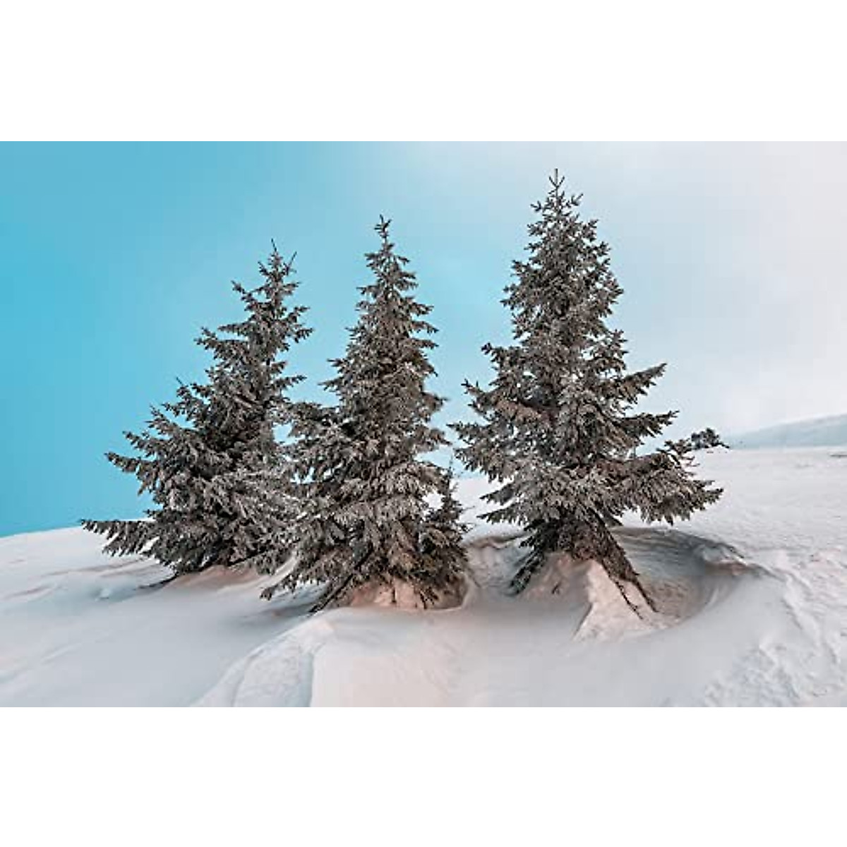 300+ Bonsai Tree Seeds – 10 Popular Varieties of Non GMO Heirloom Bonsai Seeds Red Maple, elm Tree, Blue Spruce, Black Spruce, Black Pine, Wisteria, Sakura, Flame Tree, Bauhinia, Dawn Redwood