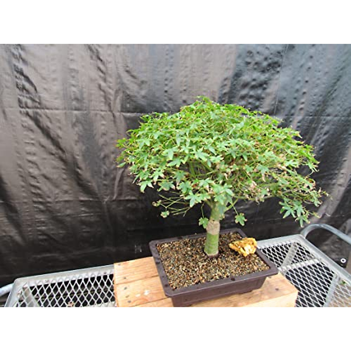 48 Year Old Dwarf Japanese Maple Bonsai Tree