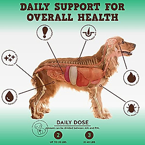 Jack&Pup Dog Allergy Chews - Bark Buddies Aller-Care Soft Chew Bites Itch Relief for Dogs & Allergy Support for Dogs - Dog Immune Supplement, Dog Skin Allergies Treatment and Anti Itch for Dogs 60ct