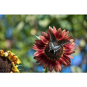 Chocolate Cherry Sunflower Seeds to Plant - Heirloom & Non-GMO - Large Package 200 Sunflower Seeds for Planting in Your Home Garden