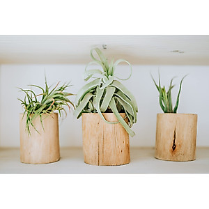 Medium Air Plants Streptophylla - Live Tillandsia Succulent House Plants - Available in Wholesale and Bulk - Home and Garden Decor - Easy Care Indoor and Outdoor Plants (Pack of 1)