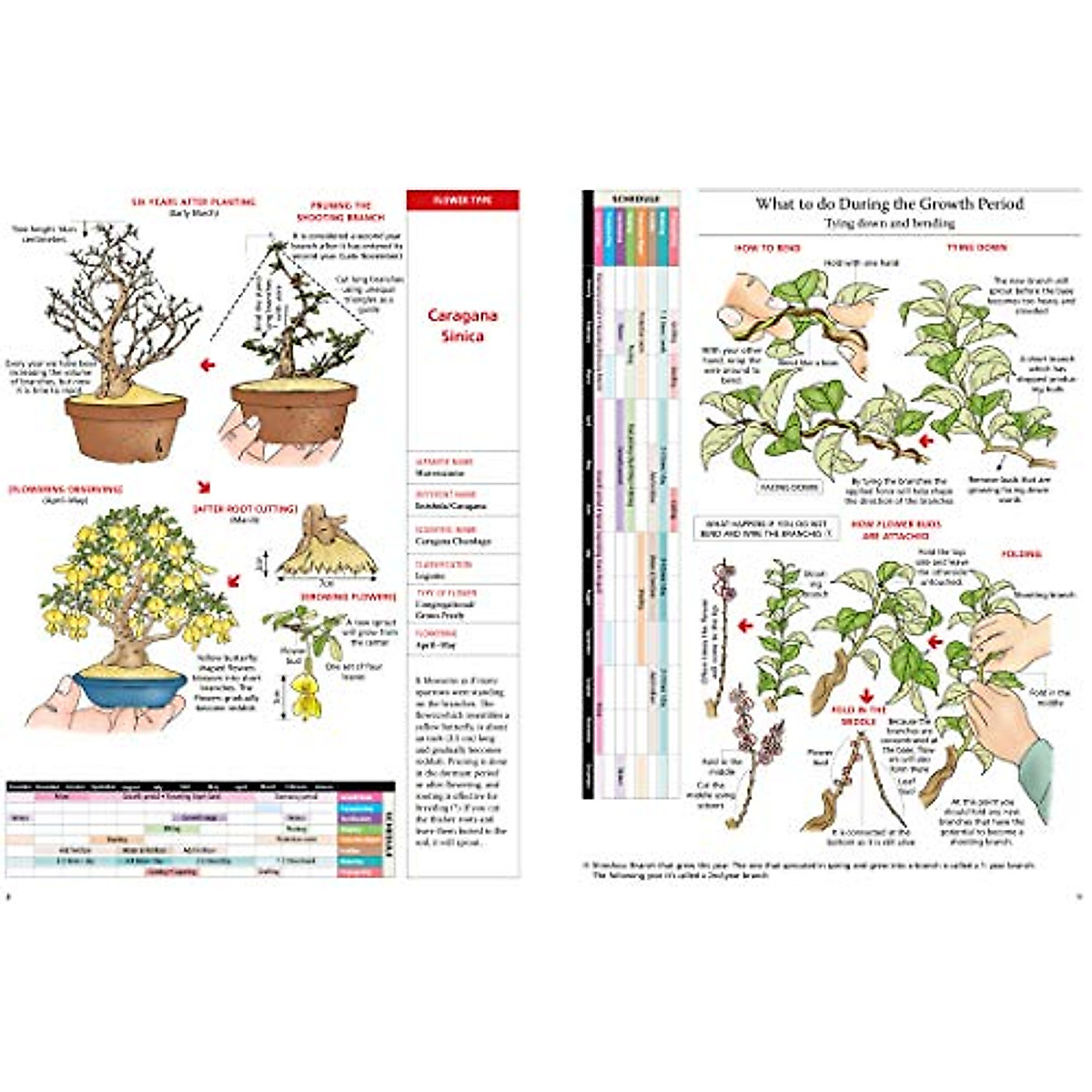 Introduction to Bonsai: The Complete Illustrated Guide for Beginners (with Monthly Growth Schedules and over 2,000 Illustrations)