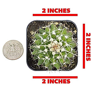 Cactus Plants (Mix of 3), Mammillaria Cactus Plants Live in Cactus Soil, Opuntia Cactus Live Plants, Cacti Plants Live, Cactus Décor Succulents, Cacti Décor Drought Tolerant Plants by Plants for Pets