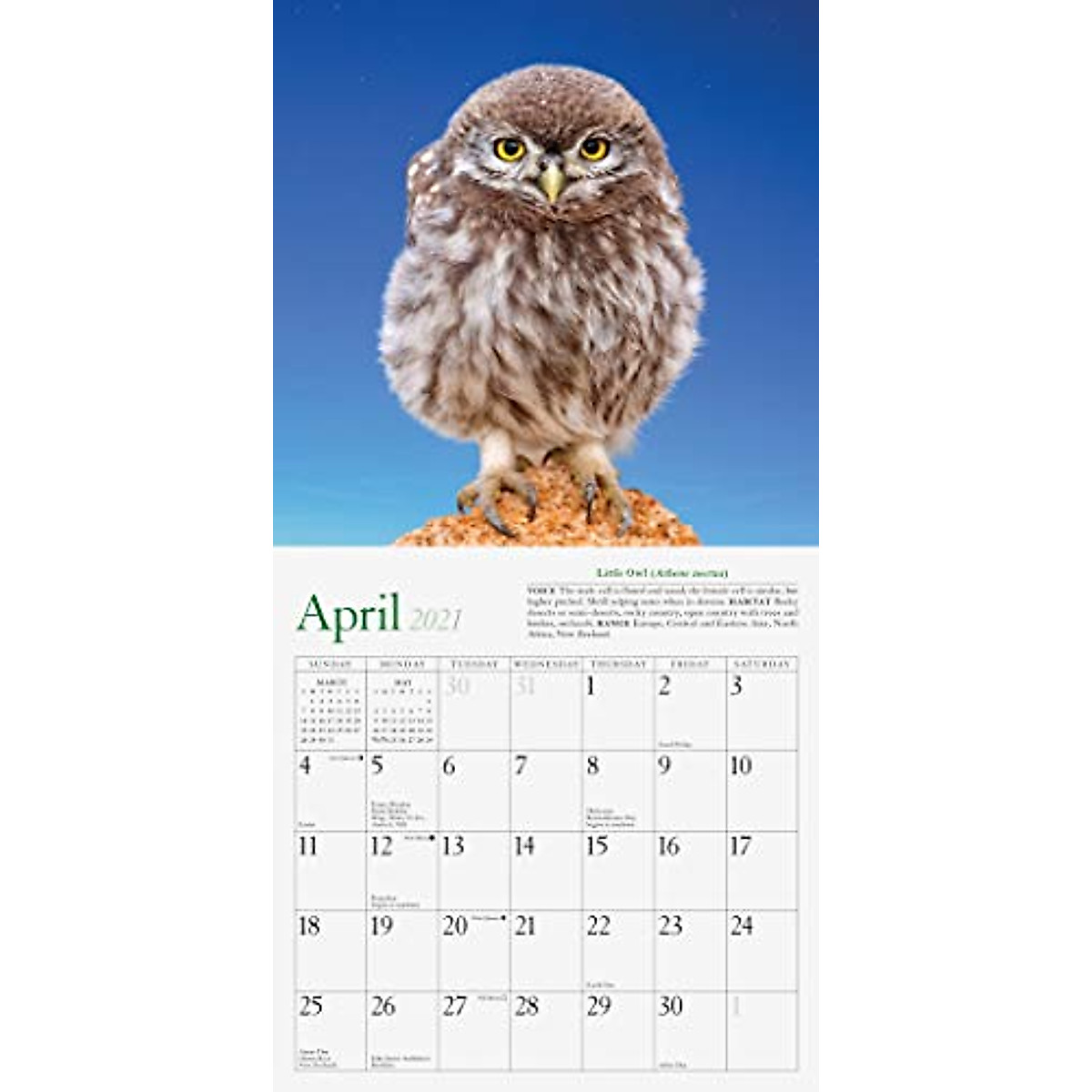 Audubon Little Owls Mini Wall Calendar 2021