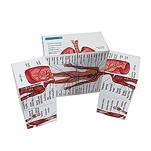 kaitnax Human Anatomical Poster Set Anatomy Study Cube Medical Student Learning Tool Anatomy Chart Set, 9 Parts Anatomy Heart, Muscular, Skeletal, Digestive, Circulatory etc. Gift Package 3.9"X3.9"
