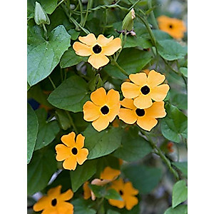 Black Eyed Susan "Vine" Flower Seeds for Planting, 25+ Heirloom Seeds Per Packet, (Isla's Garden Seeds), Non GMO Seeds, Botanical Name: Thunbergia alata, Great Home Flower Garden Gift