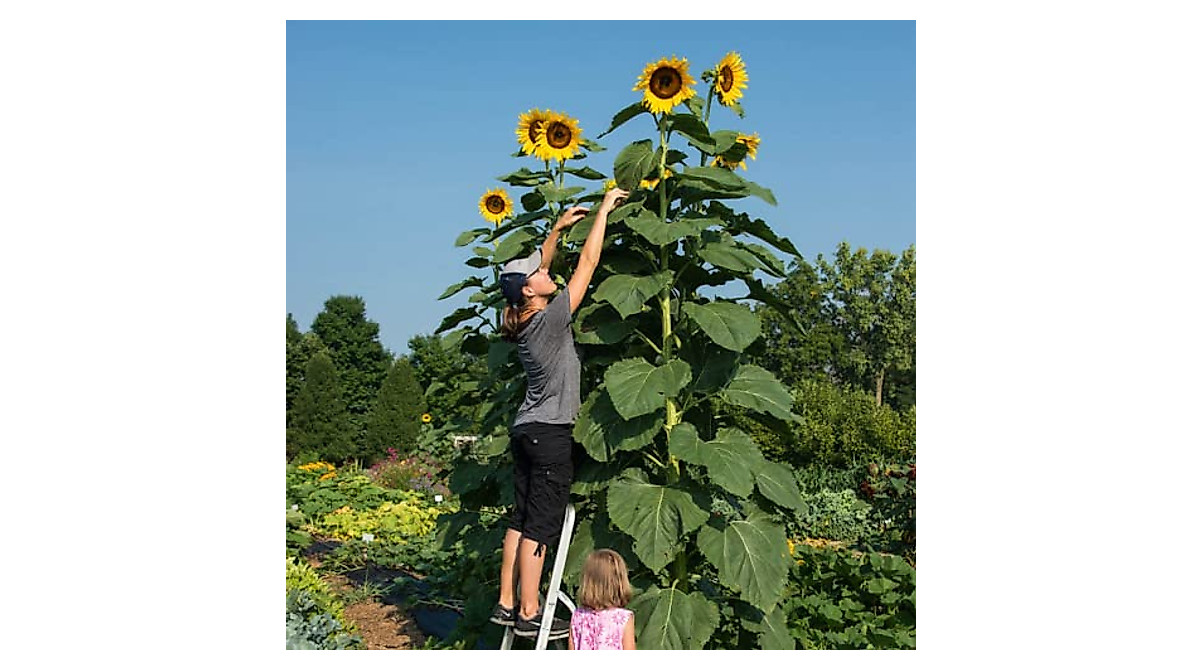 Grow Striking Yellow Giant Sunflowers - Fast and Easy Gardening
