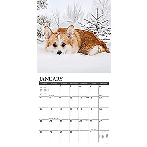 Willow Creek Press Corgis Monthly 2024 Wall Calendar (12" x 12")
