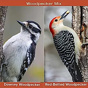 Blue Seal Woodpecker Mix Wild Bird Seed | Premium Blend of Nuts, Sunflower Seeds, and Fruit | 8 Pound Bag