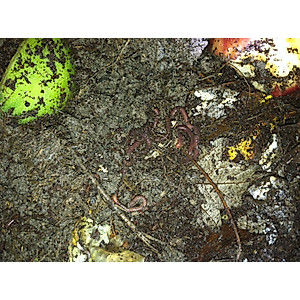 WWJD Worm Farm - 25 Red Wigglers - Garden Worms