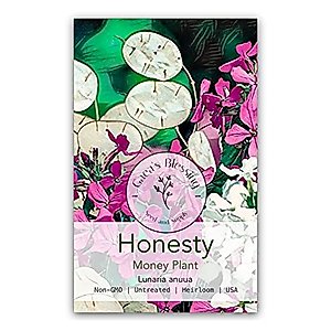 Gaea's Blessing Seeds - Honesty Seeds - Non-GMO Seeds with Easy to Follow Planting Instructions, Annual Honesty, Moonwort, Money Plant, Silver Dollar Plant, Lunaria Annua, 90% Germination Rate