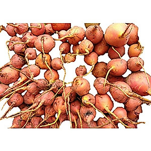 Beet Detroit Golden Seeds Easy Microgreens Sprouts or Garden Gold Heirloom #10 (120 Seeds)