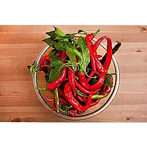 30+ Cow Horn Hot Pepper Seeds Heirloom Non-GMO Spicy, 10" Long, Productive! from USA