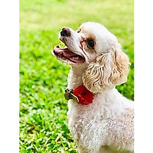 PET SHOW 2" Valentine's Day Small Dogs Flower Collar Accessories for Cat Puppies Rabbit Pigs Collars Bows Grooming Supplies Red Rose Hotpink Pink for Girls Pack of 4