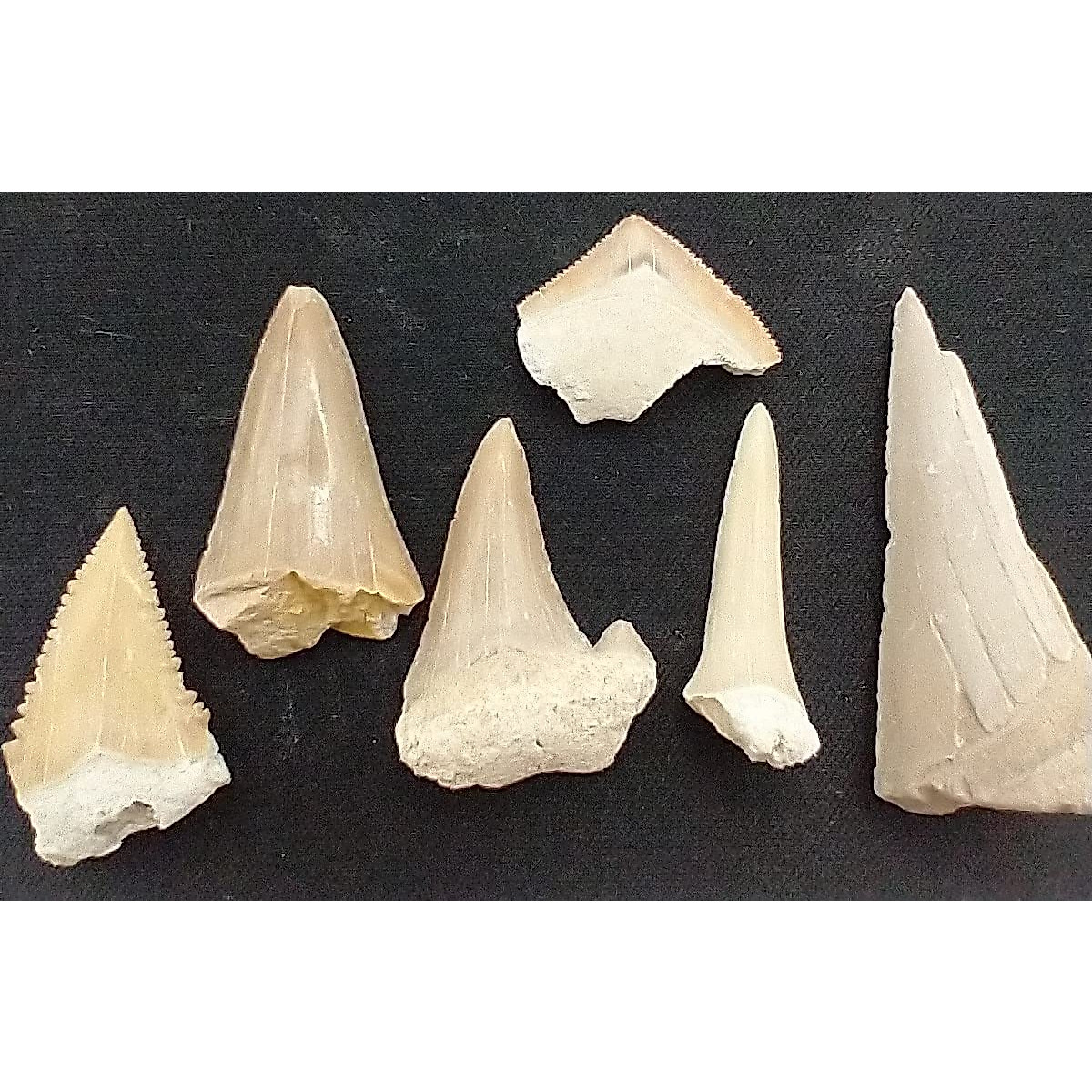 Universal Specialties Shark Teeth in Bag Genuine Fossilized Specimens Perfect for Classroom Lessons Arts and Crafts Necklaces and Play Excavation Sites Real Authentic Eocene Morocco Tooth Approx. 30