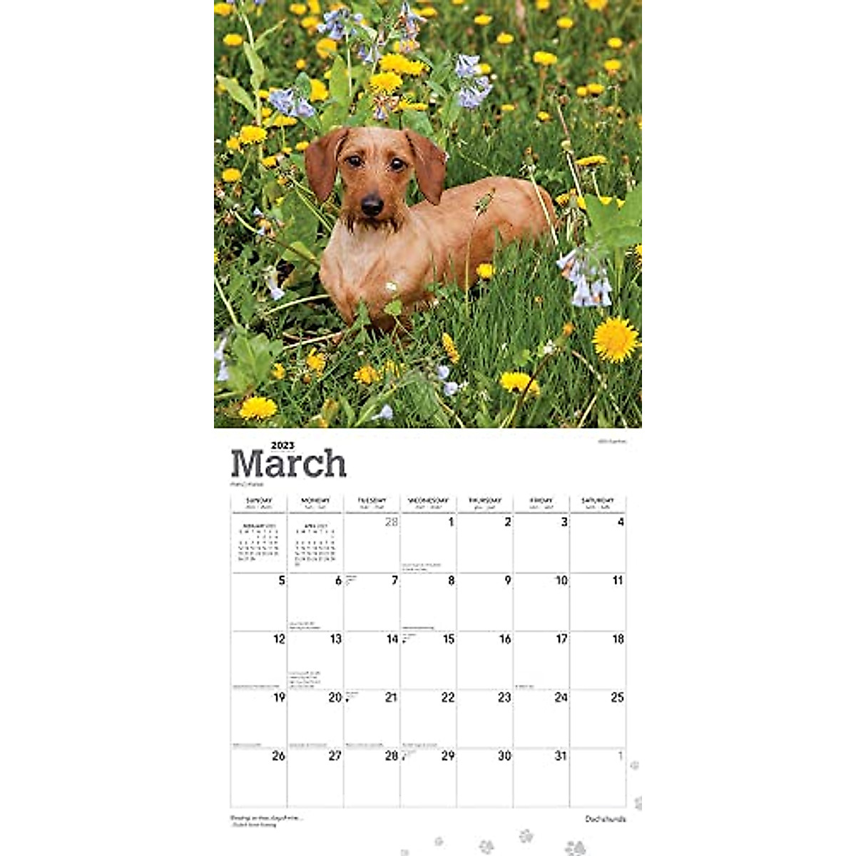 Dachshunds | 2023 12 x 24 Inch Monthly Square Wall Calendar | Foil Stamped Cover | BrownTrout | Animals Dog Breeds DogDays