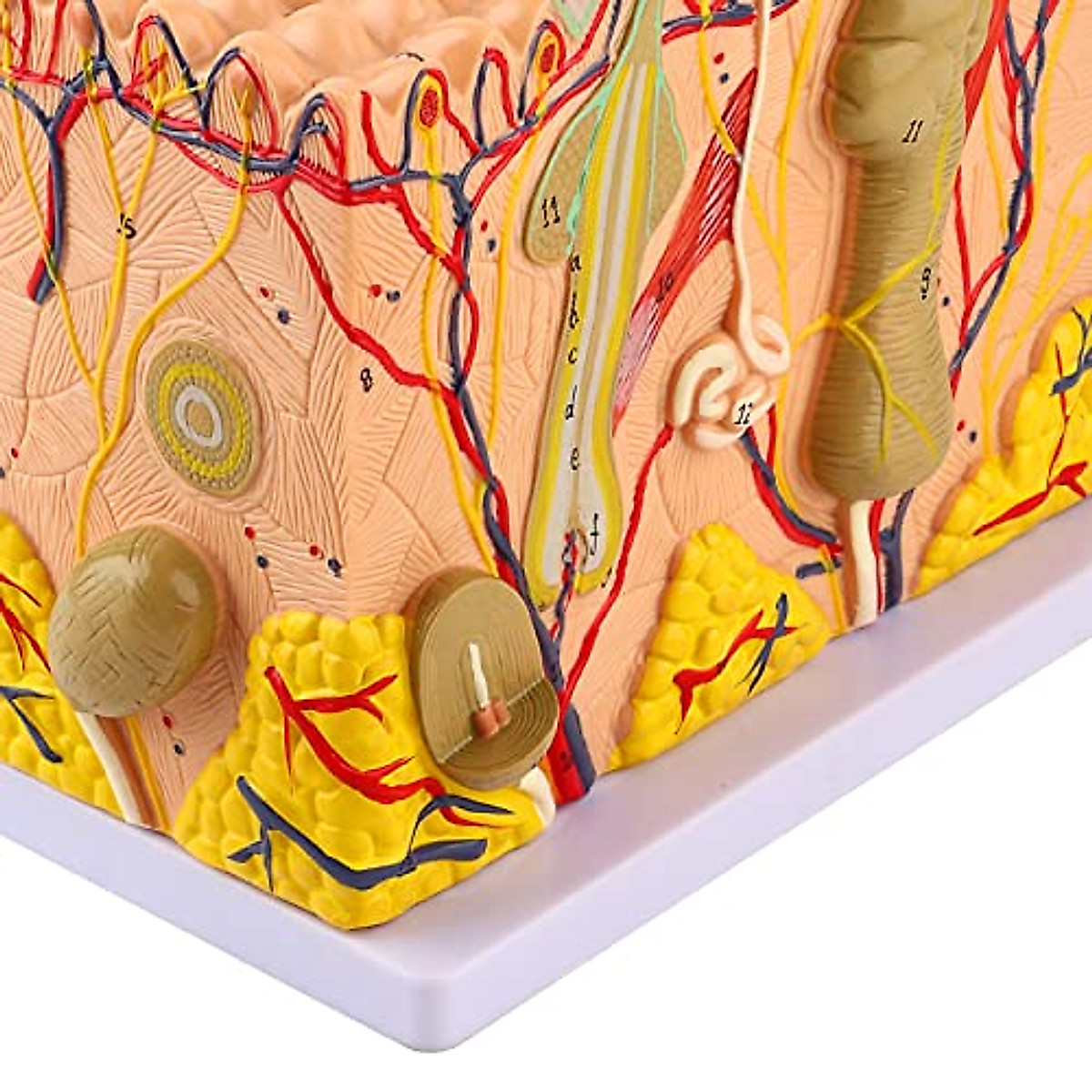 Skin Magnified Model, Simple Design Widely Used Portable Brand New Premium Quality for Home