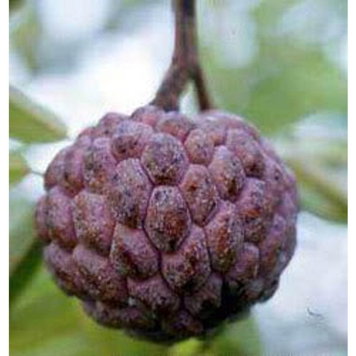 Fresh Sugar Apple Seed, Sweetsop Seeds, Annona Squamosa "SugarPineapple" Seeds, No GM Seeds (10 Seeds) SD0501
