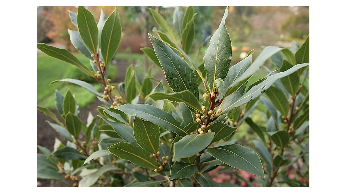 Buy Sweet Bay Live Plant - 6-8 Inch Outdoor Perennial Tree