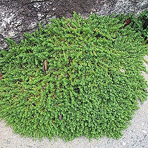 Outsidepride Perennial Herniaria Glabra Green Carpet Rupturewort Low Growing, Spreading, Ground Cover - 10000 Seeds