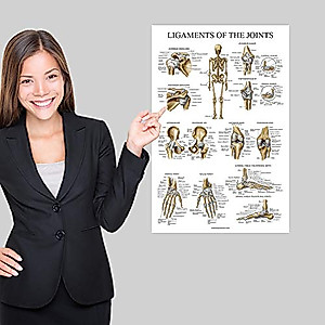 Palace Learning Ligaments of the Joints Anatomical Poster - LAMINATED - Ligament Anatomy Chart - 18 x 24