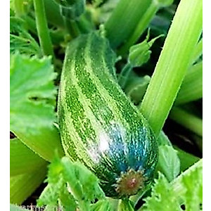 "Cocozelle Zucchini" Summer Squash Seeds for Planting, 50+ Heirloom Seeds Per Packet, (Isla's Garden Seeds), Non GMO Seeds, Botanical Name: Cucurbita Pepo, Good Home Garden Gift