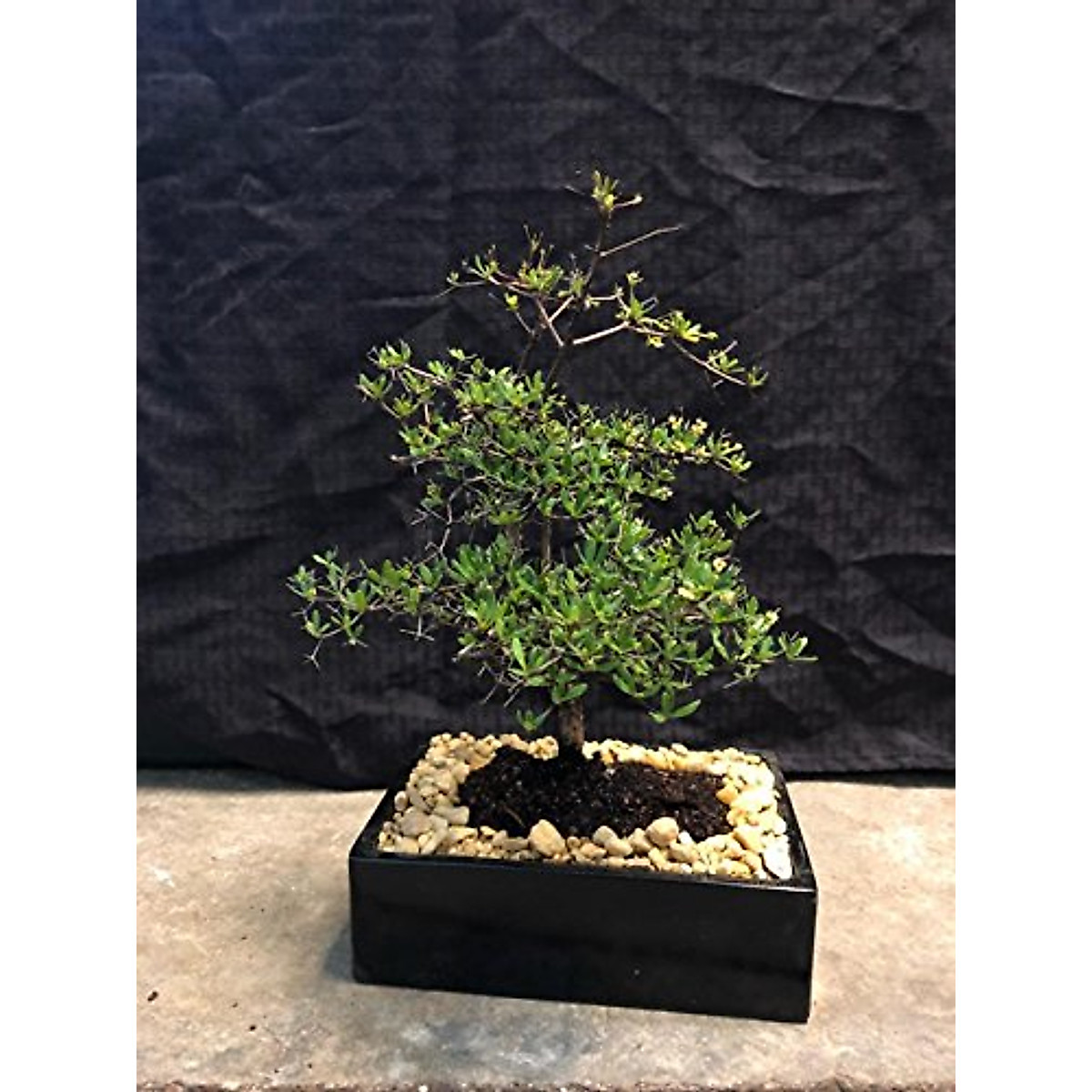 Indoorbonsaiexotics Dwarf Black Olive Bonsai Tree