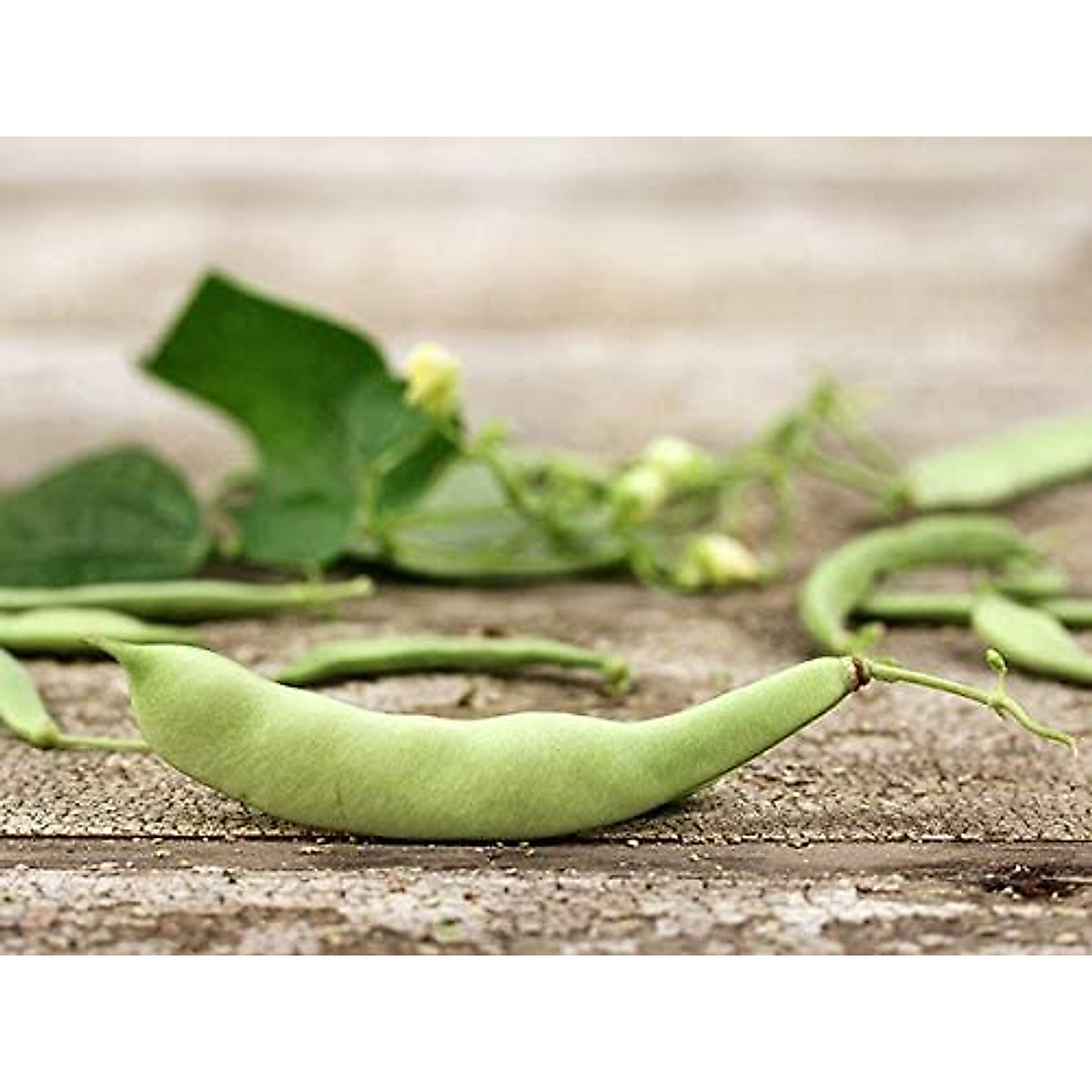 Roma II Italian Bush Bean Seeds for Planting, 30+ Heirloom Seeds Per Packet, (Isla's Garden Seeds), Non GMO Seeds, Botanical Name: Phaseolus vulgaris, Great Home Garden Gift