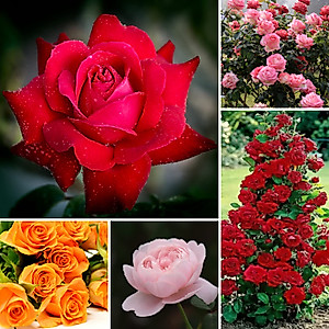20 Mix Rose Bush Seeds for Planting, Rare Rose Bush Seeds Flowers to Grow, Colorful Flowers