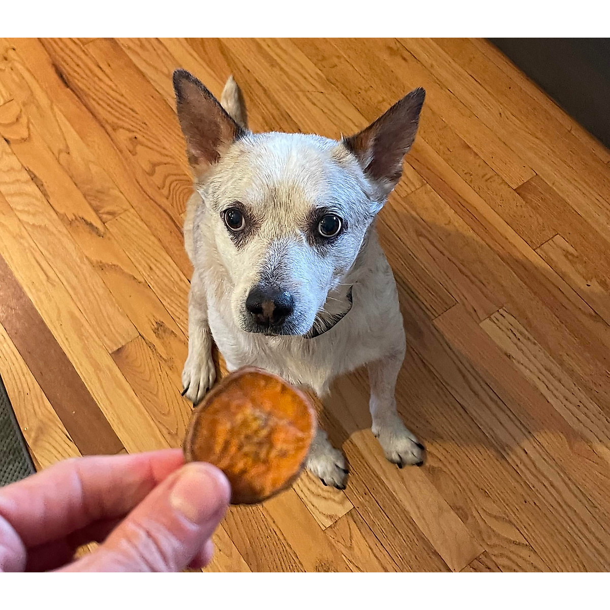 TV's Deli & Diner Best's Dog Chews Sweet Potato Chews for Dogs