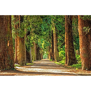 50 Giant Sequoia Seeds, Giant Redwood, Wellingtonia Seeds - 50 Seeds (Sequoiadendron giganteum) - Pack of 50 Rare and Viable Seeds - QO Seeds