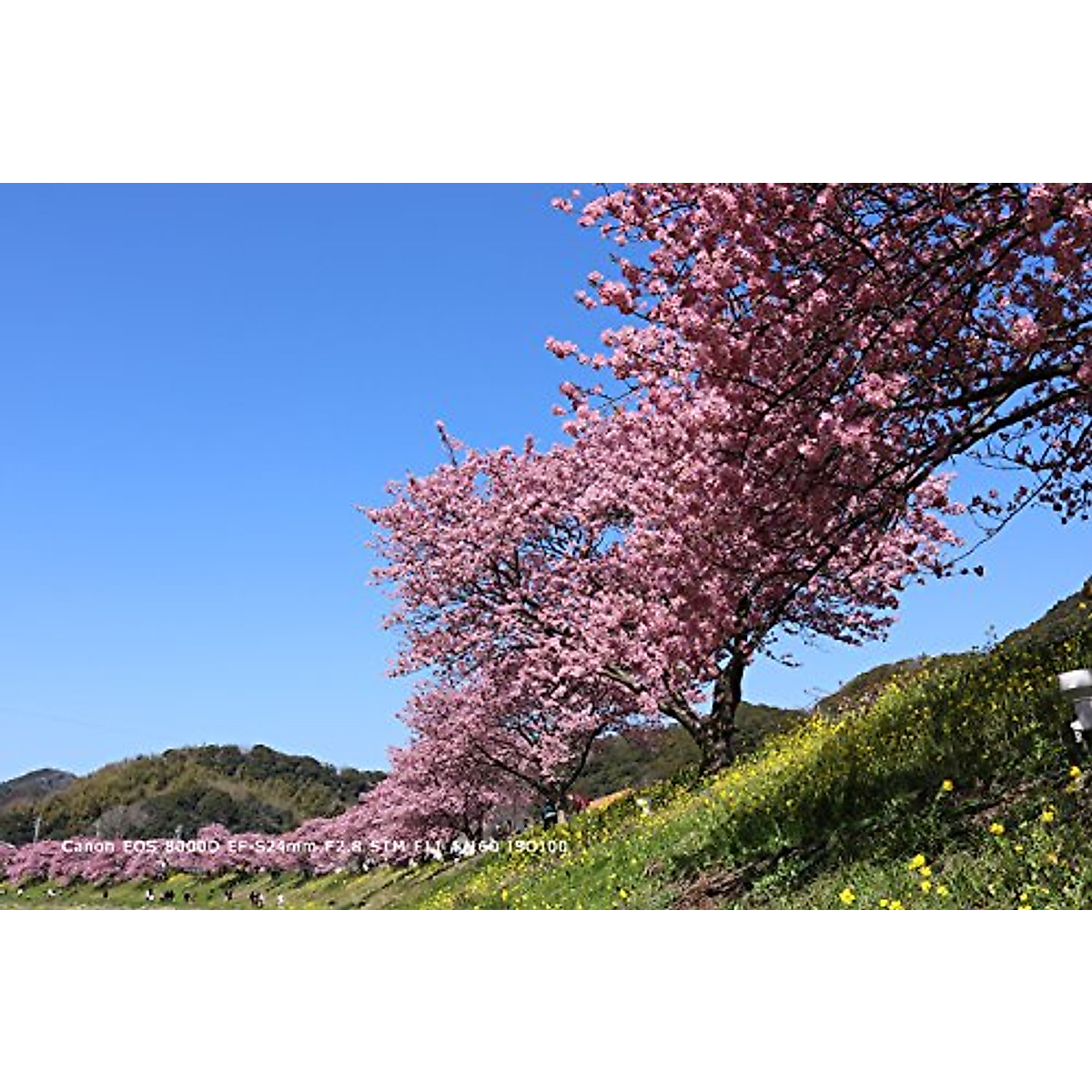 Canon DSLR camera EOS 8000D body 24.2 million pixels EOS8000D [International Version, No Warranty]