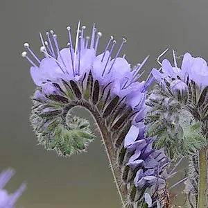 1161B-Tall Purple Fiddleneck (Phacelia tanacetifolia) Seeds by Robsrareandgiantseeds UPC0764425787952 Non-GMO,Organic,USA Grower,Bonsai,1161-B Package of 25 Seeds