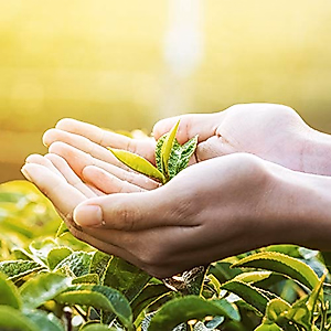 Lipton Tea Bags For a Delicious Beverage Decaffeinated Black Tea Caffeine-Free and Made With Real Tea Leaves 75 Tea Bags