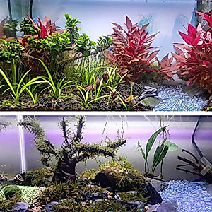 Hamiledyi 6 Pack Aquarium Driftwood Natural Spider Wood Branches Reptiles Aquarium Fish Tank Decoration Assorted(6 inch-8 inch)