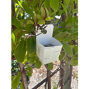 Natures Good Guys - Amblyseius swirskii (10,000 Mites per Bottle)