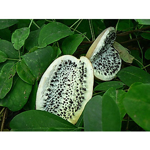 20 Chocolate Vine Seeds for Planting - Akebia quinata, Five Leaf Vine - Ships from Iowa, USA