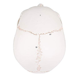 LYOU Human Skull Model with Newest Laser-Etched Fonts, Life Size Adult Human Anatomy Head Skeleton Model with Removable Skull Cap and Articulated Mandible, Labelled Diagram Poster Includes