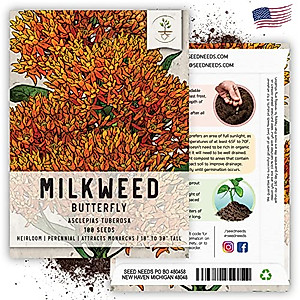 Seed Needs, Butterfly Milkweed Seeds for Planting (Asclepias tuberosa) Heirloom, Open Pollinated & Untreated, Attracts Monarch Monarchs (2 Packs)