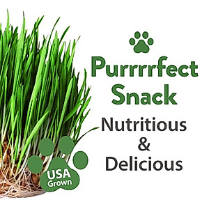 3200+ Cat Grass Seeds - Catnip Seeds, Alfalfa Seeds, Oat Seeds, and Oat & Barley Mix - Grow Cat Grass for Indoor Cats - Cat Grass Seeds Bulk - Refill Cat Growing Grass Kit - Heirloom Herb Seed