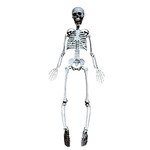 36” Halloween Skeleton Full Body Life Like Skeleton Model with Movable Joints for Halloween Decoration