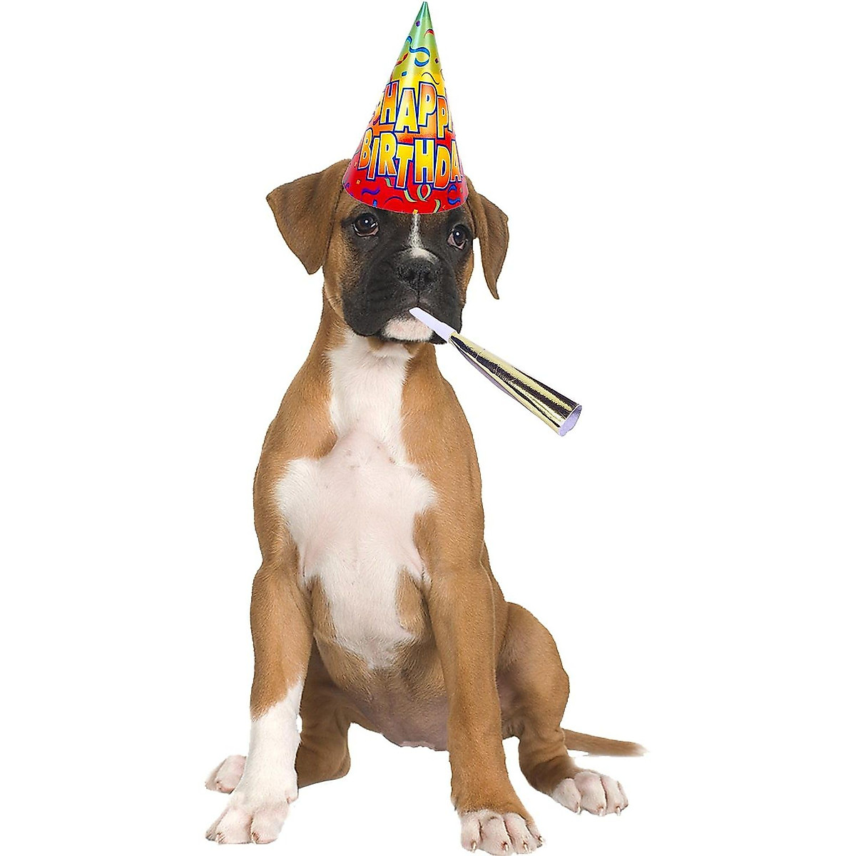 CafePress Boxer Birthday Card Folded Greeting Card Glossy